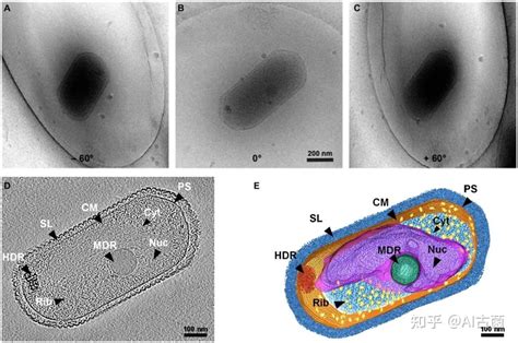 见微知著：从海洋古菌细胞启程，揭开神秘古菌世界的面纱（新书试读独家赠书） 知乎