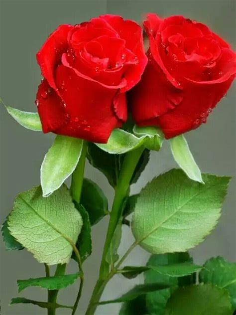 Imágenes De Flores Rosas Bonitas Imágenes De Flores