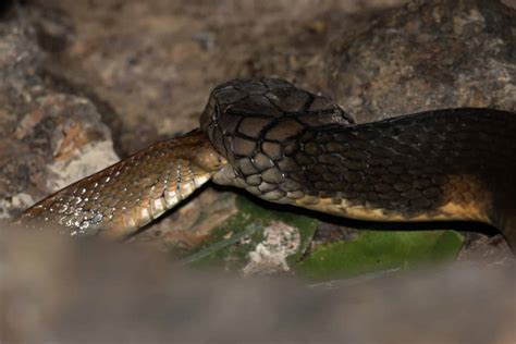 Black Mamba Vs King Cobra