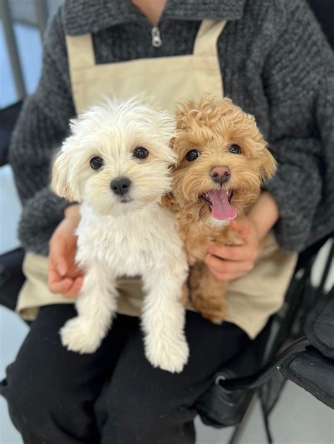 말티푸 페페로니 강아지 책임분양♥ 입양완료 강아지입양 고양이입양 유기견입양센터 아이조아요양보호소