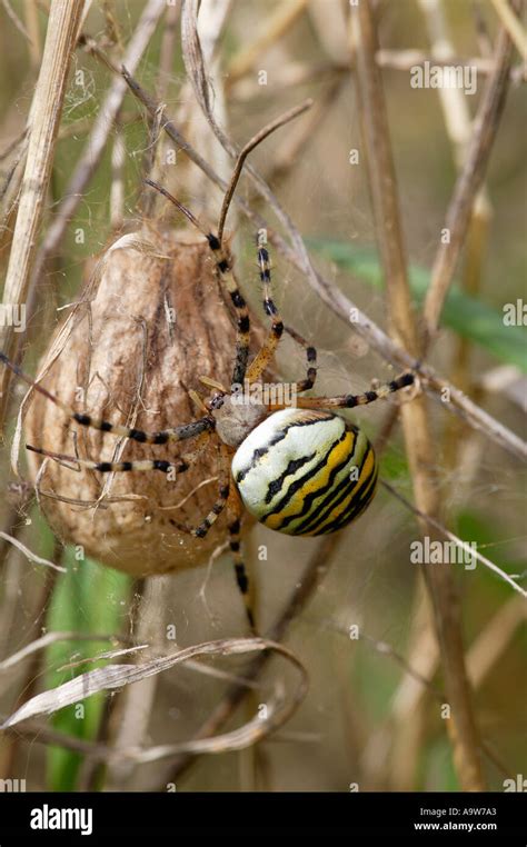 Wasp Spider Argiope Bruennichi With Egg Sack In Rough Grass Land