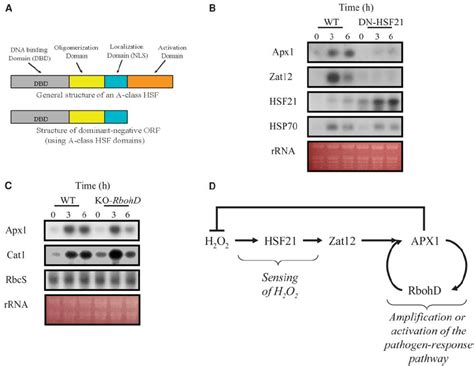 Functional Analysis Of Hsf21 And Rbohd In Transgenic And Knockout Download Scientific Diagram