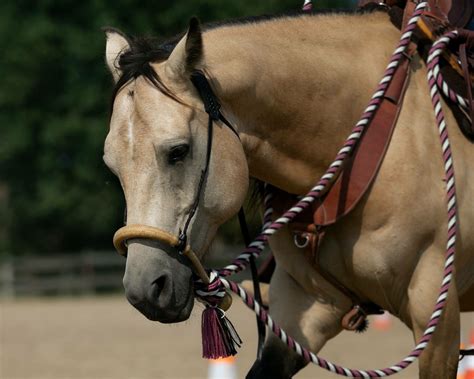 Bishop Bosal Hanger Headstall Buckaroo Leather Products