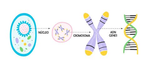 Anomalías Genéticas ¿se Puede Evitar Que Afecten Al Bebé Blog