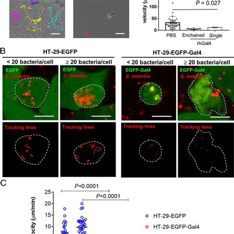 Galectin 4 Enchains Bacteria During Bacterial Growth By Binding To The Download Scientific
