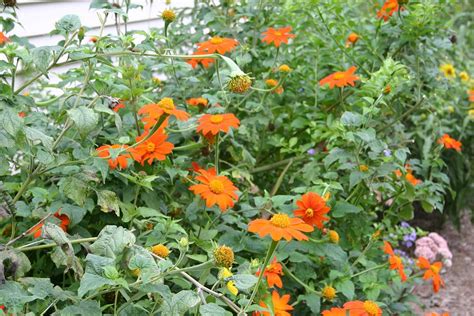 Mexican Sunflower Tithonia Orange Free Photo On Pixabay Pixabay