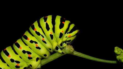 Besplatna Slika Ličinka Kukaca Makronaredbe Preobraziti