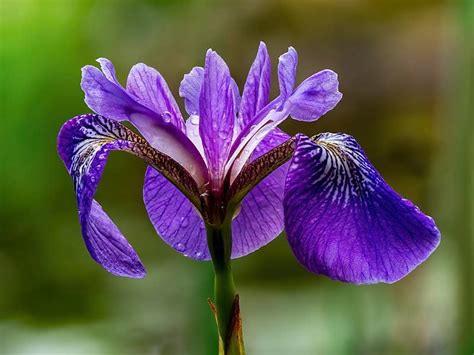 Flowers Native To France Wild Flowers A French Garden