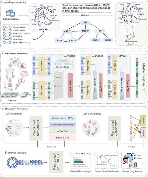 Sckgbert A Knowledge Enhanced Foundation Model For Single Cell