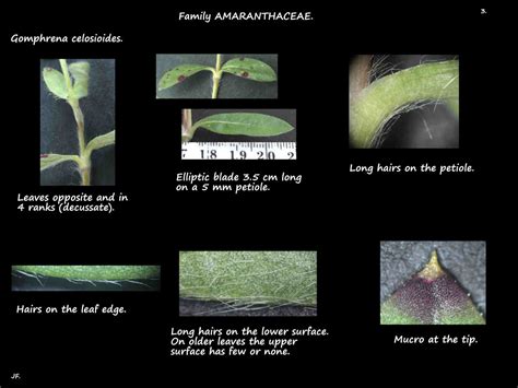 Gomphrena Celosioides Botany Brisbane