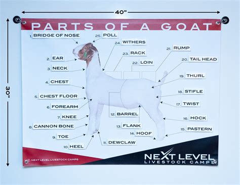 Interactive Sheep Anatomy Teaching Chart 40” X 30” Next Level