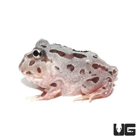 Mutant Snow White Translucent Pacman Frogs For Sale Underground Reptiles
