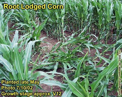 Root Lodged Corn Purdue Univ