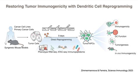 Cellular Reprogramming Of Cancer Cells To Antigen Presenting Cells For Immunotherapy