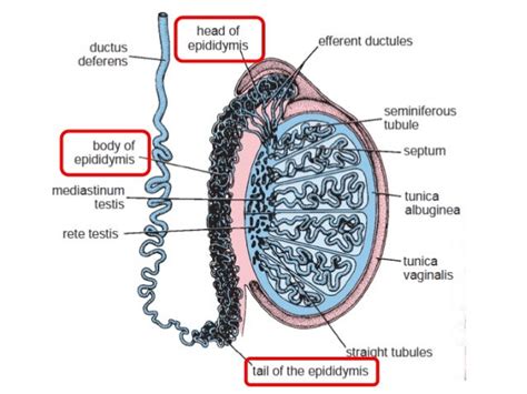 Histology Of Male Reproductive System