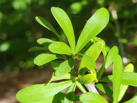 Facts About Saffron Plum Health Benefits