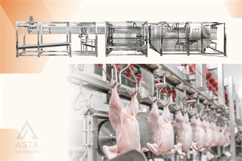 Automatic Chicken Processing Line Asta Machineries