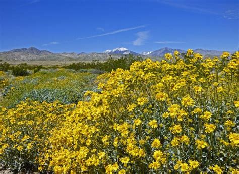16 Stunning Shrubs That Turn Arizona Yards Green Even In Drought