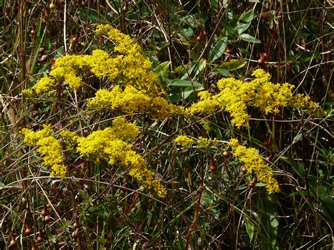 Solidago Nemoralis Eastern Gray Goldenrod Fsus