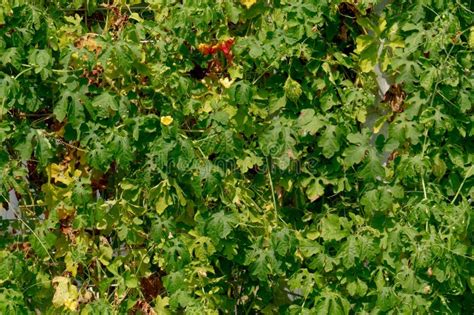 Gray And The Leaves Of The Bitter Melon Trees Lined Up Stock Image