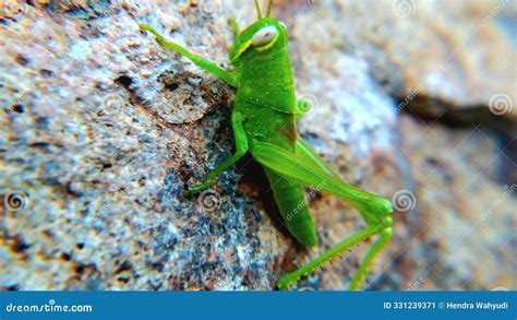 Very Beautiful Green Grasshopper Stock Image Image Of Grass