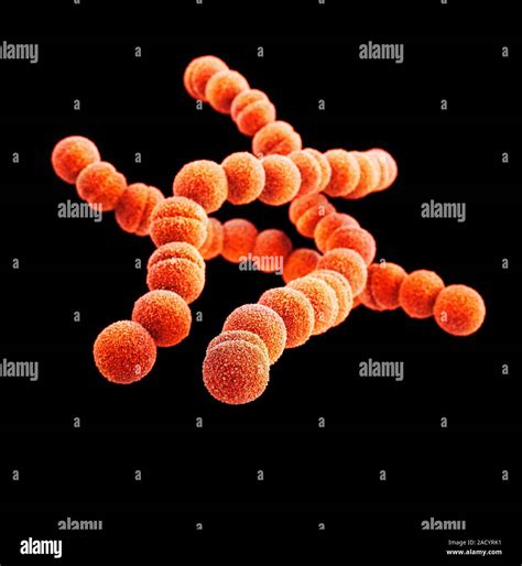 Streptococcus Pyogenes Bacteria