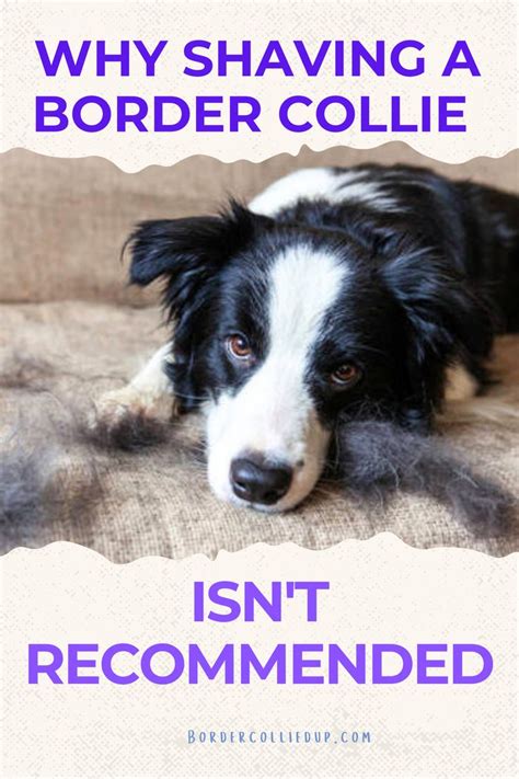 Border Collie Grooming Guide