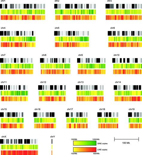 The Inversely Correlated Local Line And Sine Densities In The Mouse Download Scientific Diagram