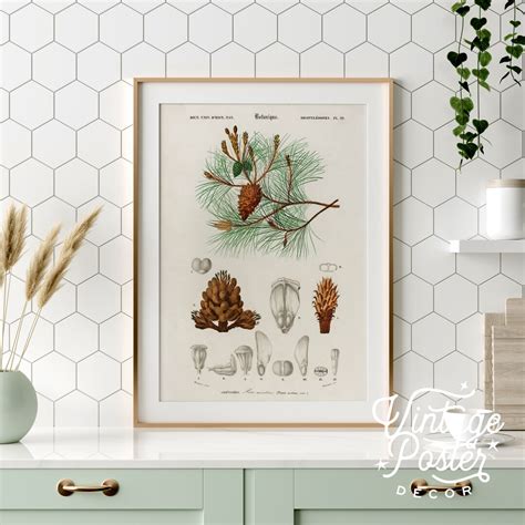Botanical Pine Tree Poster Scots Pine Cone Vintage Wall Art Etsy