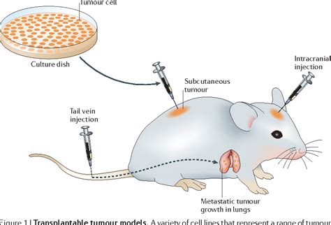 Humanized Mouse Model Breast Cancer At Hattie Centers Blog