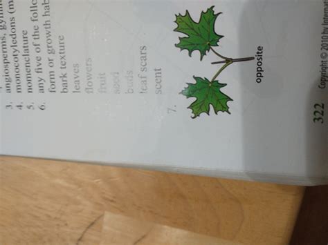 Chapter 2 Tree Identification Flashcards Quizlet