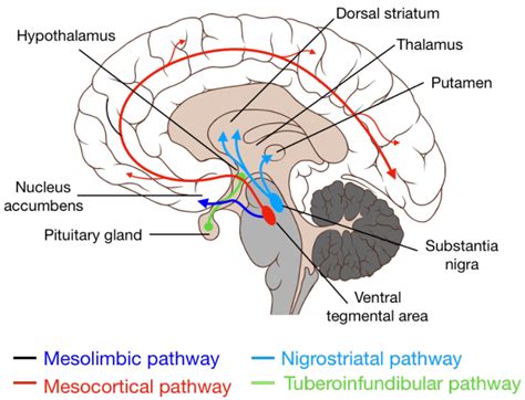 Main Dopamine Pathways In The Brain Download Scientific Diagram