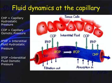 Ppt Understanding Fluid And Electrolyte Balance In The Human Body