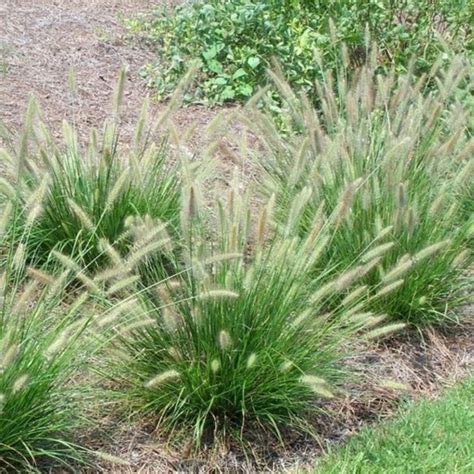 Cassian Fountain Grass Plantingtree