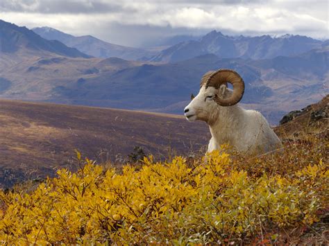 🔥 Free Download Denali National Park Pictures By Mrandall