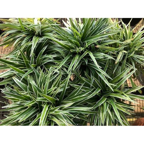 Buy Chlorophytum Bichetii Bichetii Grass Guan Lee Heng Landscaping