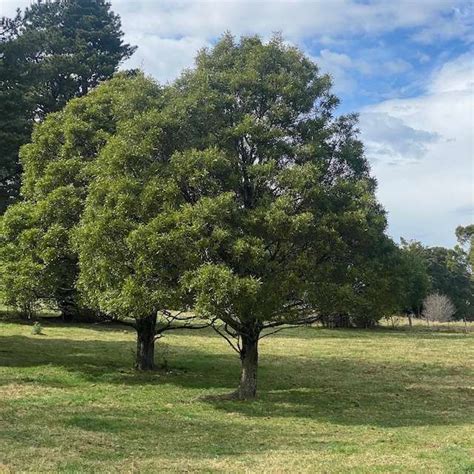 Acacia Melanoxylon Granton Plants Hobart