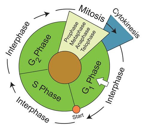 Cell Cycle G1 Phase Diagram Mitosis Interphase G1 S G2