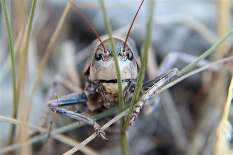 Crawling With Crickets The Insect Swarm Of The Western Us