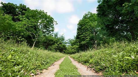 在环境创建的trees Vol 5 Maple Trees Ultra Realistic Wind 虚幻引擎商城