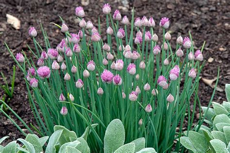 Allium Schoenoprasum Forescate Chives