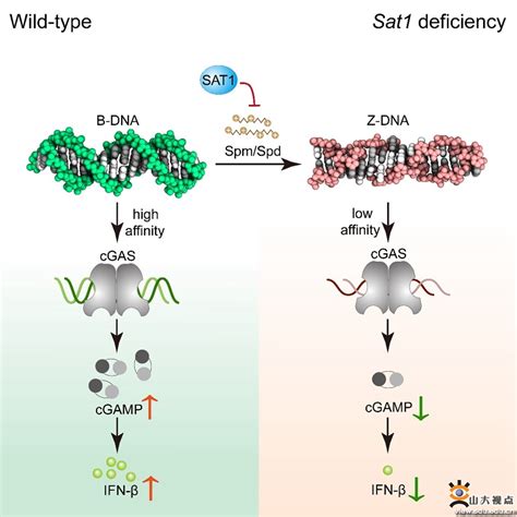 赵伟教授团队揭示多胺代谢通过控制dna构象转换调节cgas活性新机制 山东大学新闻网