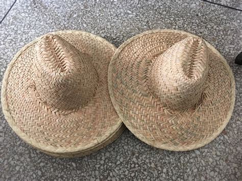 Palma Da Datteri Caratteristiche Coltivazione Usi E Altro