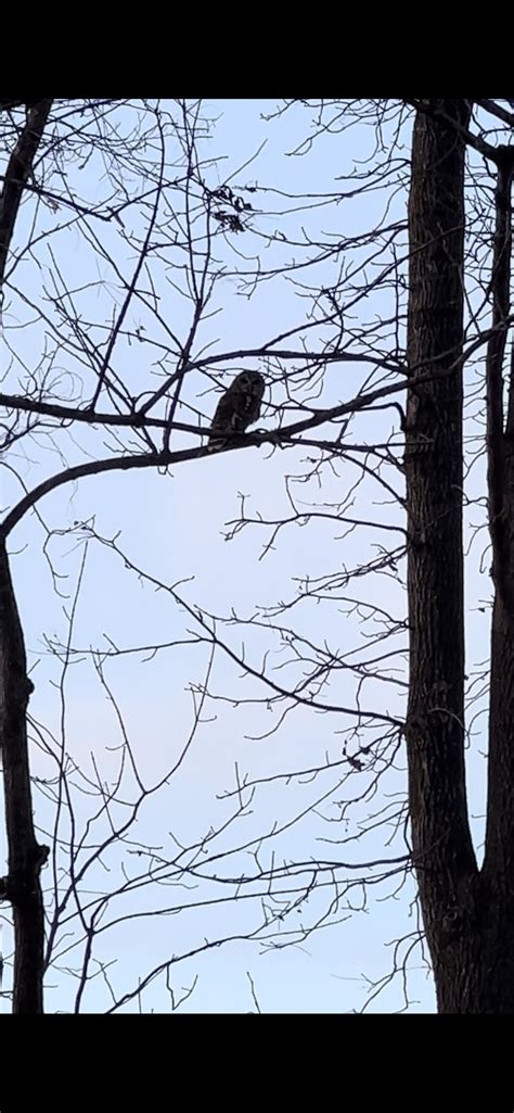 Can Anyone Identify This Owl Both Of These Are The Same Image One Has