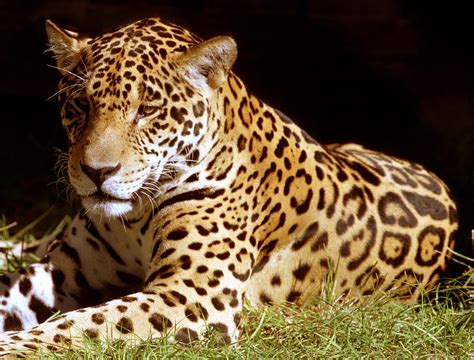 Jaguar Photograph By Millard H Sharp Fine Art America