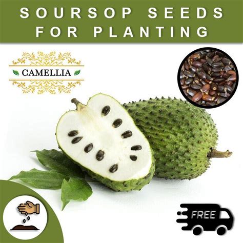 300 Soursop Seeds Annona Muricate Guanabana Graviola Fresh Tropical