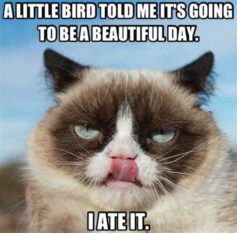 The 21 Best Grumpy Cat Memes And Quotes About Love And Life Artofit