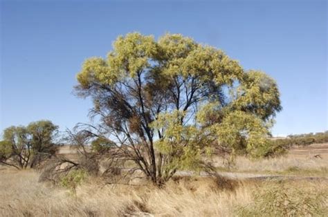 Factsheet Acacia Microbotrya