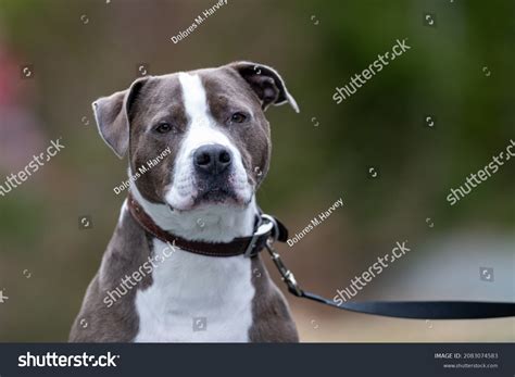 Black And White Blue Nose Pitbull