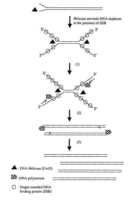 Nucleic Acid Detection Patented Technology Retrieval Search Results